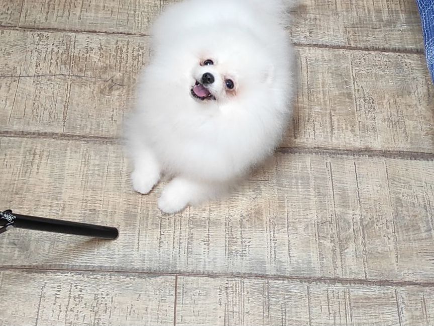 Белоснежная девочка померанского шпица