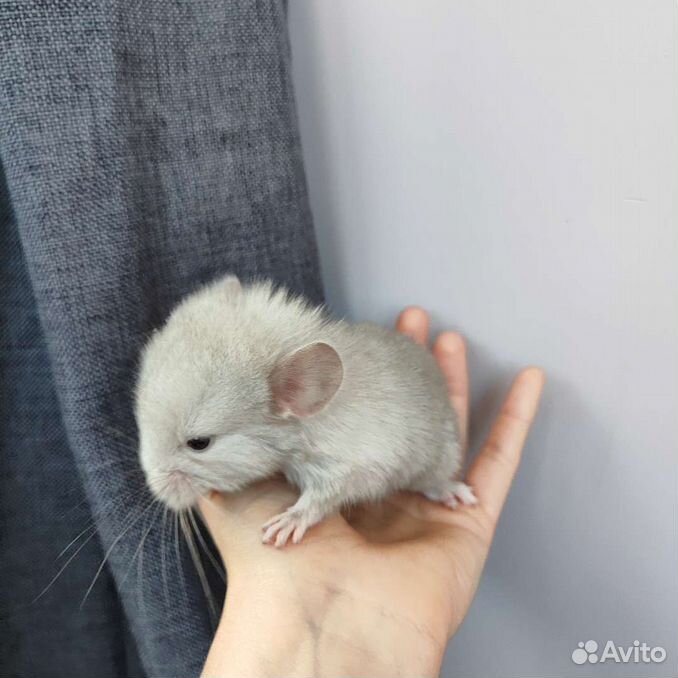 Шиншиллята малыши