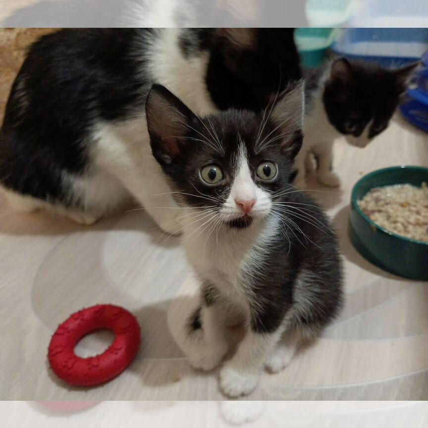 Котёнок