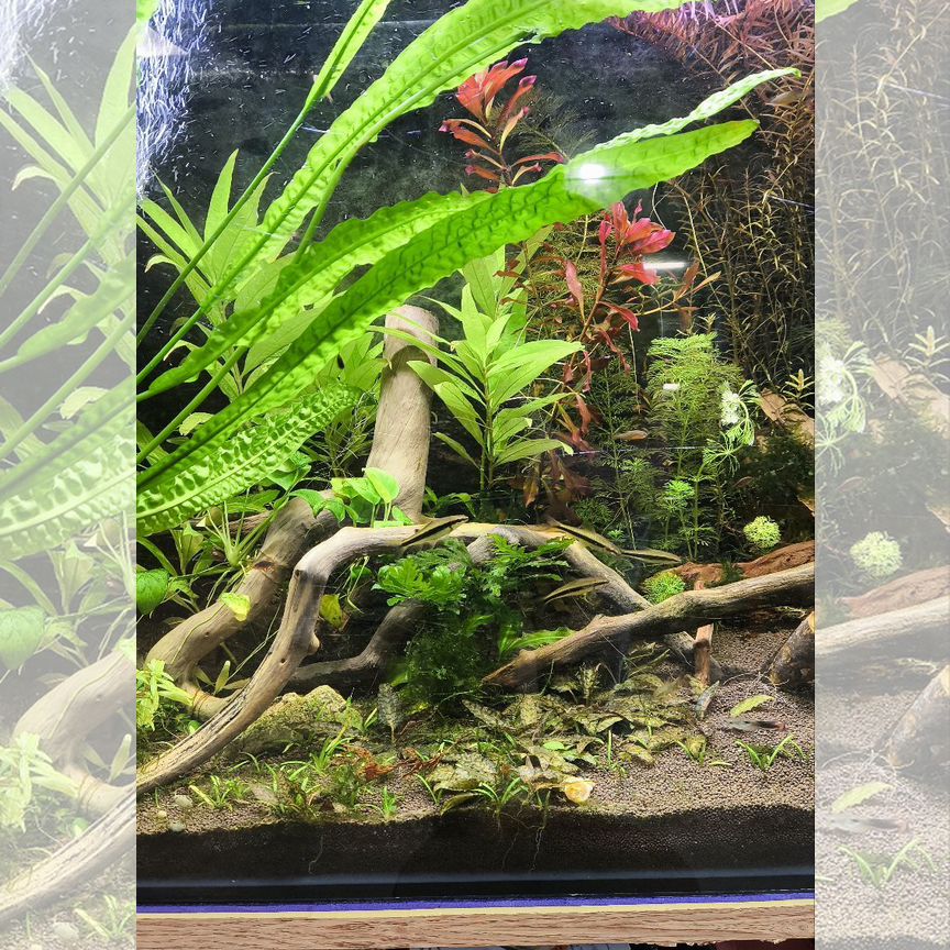 Сиамский водорослеед