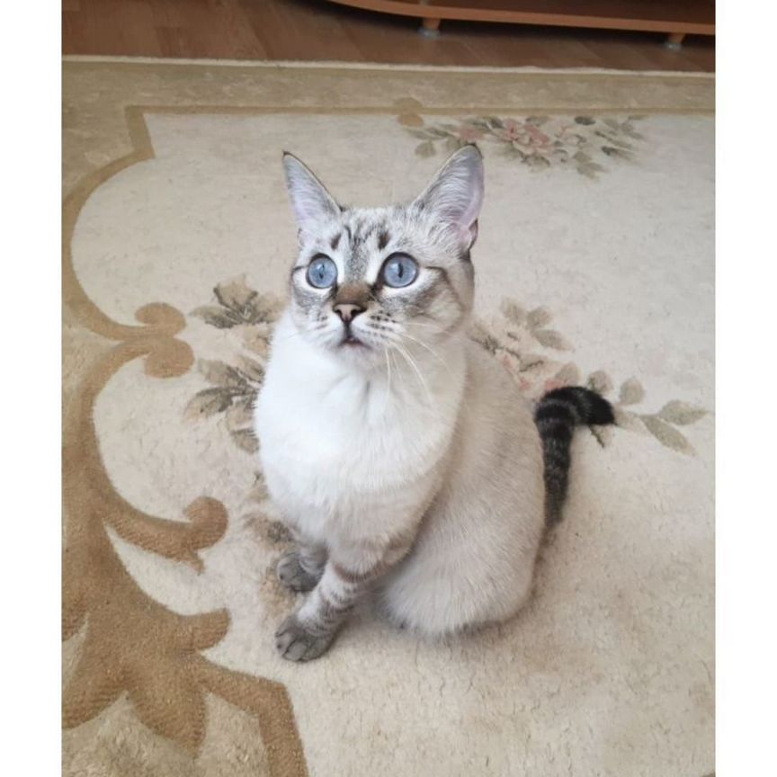 Молодая кошечка в добрые руки