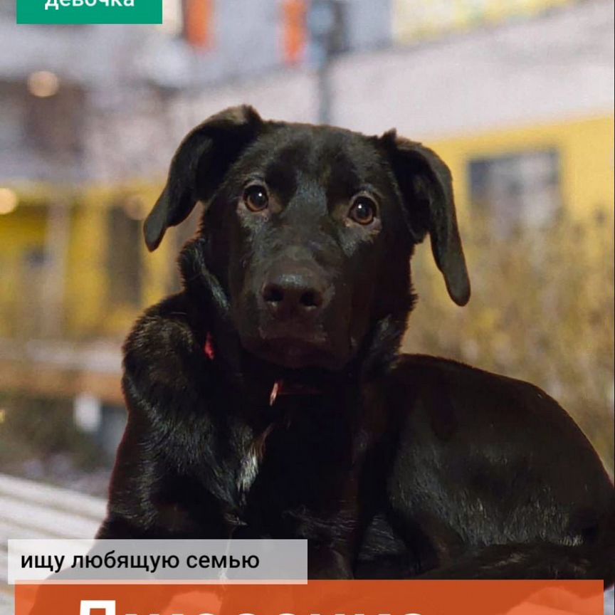 Джессика собака