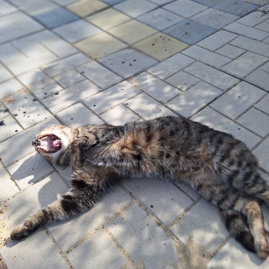 Кот бродяга