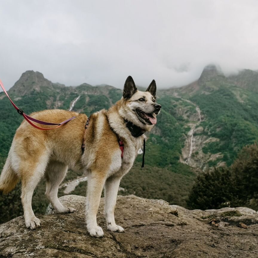 Собака-путешественница в добрые руки