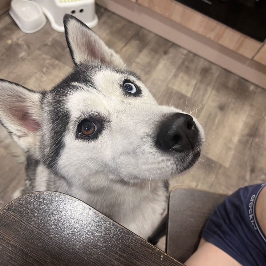 Сибирский хаски, взрослая собака