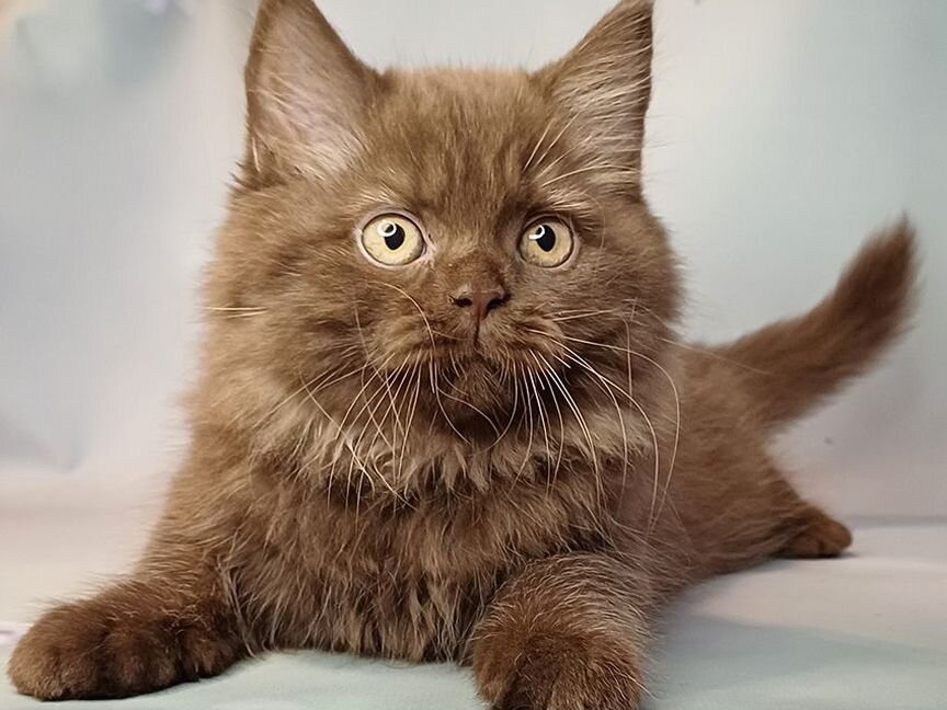 Шоколадный британец. 3 месяца