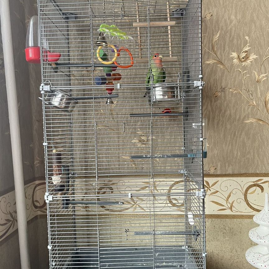 Попугай неразлучник с клеткой