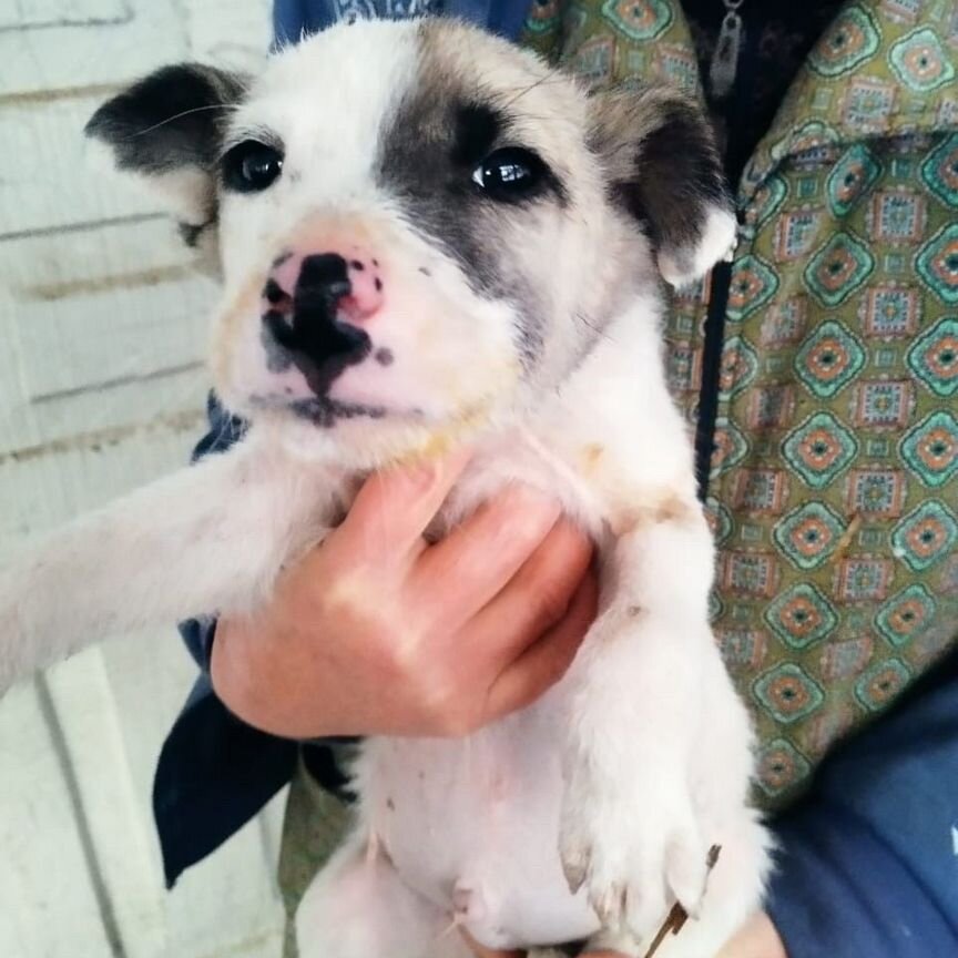 Пропадают на улице щеночки