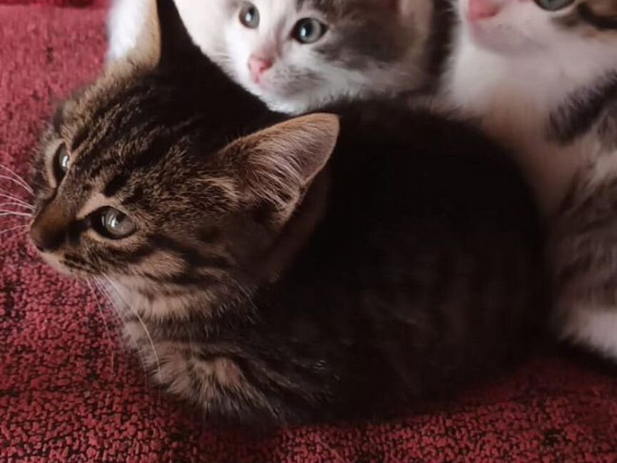 Котята Кипрские кошки бесплатно возможно доставка