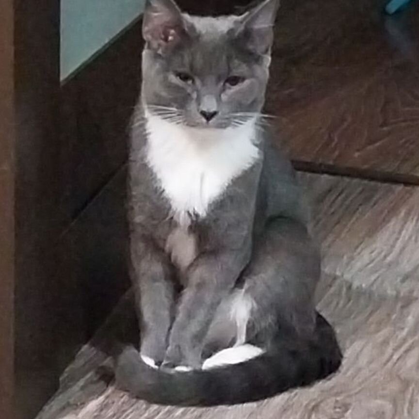 Русский голубой котёнок