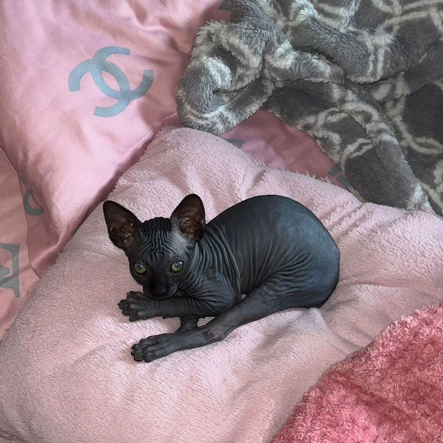 Сфинксов продаю