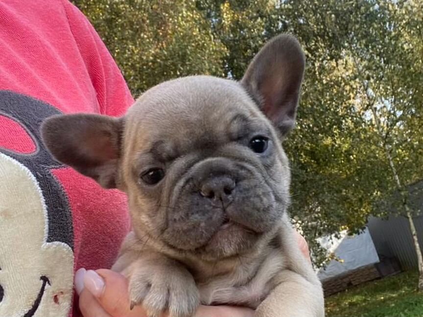 Мини девочка французского бульдога