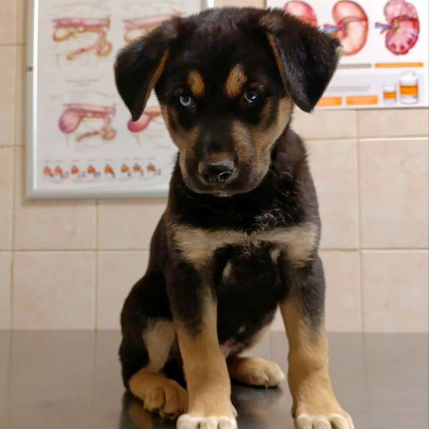 Щенок Мэри ищет дом