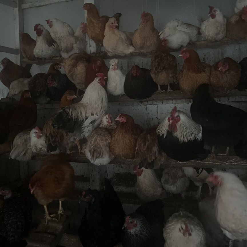 Продам курочек несушек 8 мес