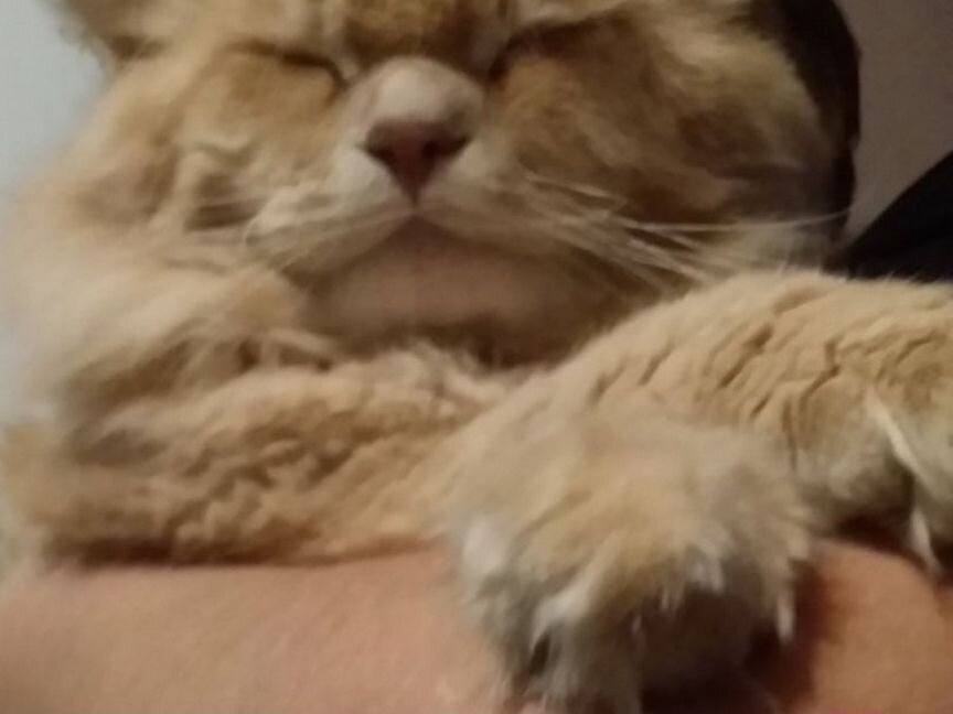 Кот смесь мейкун с сибирским