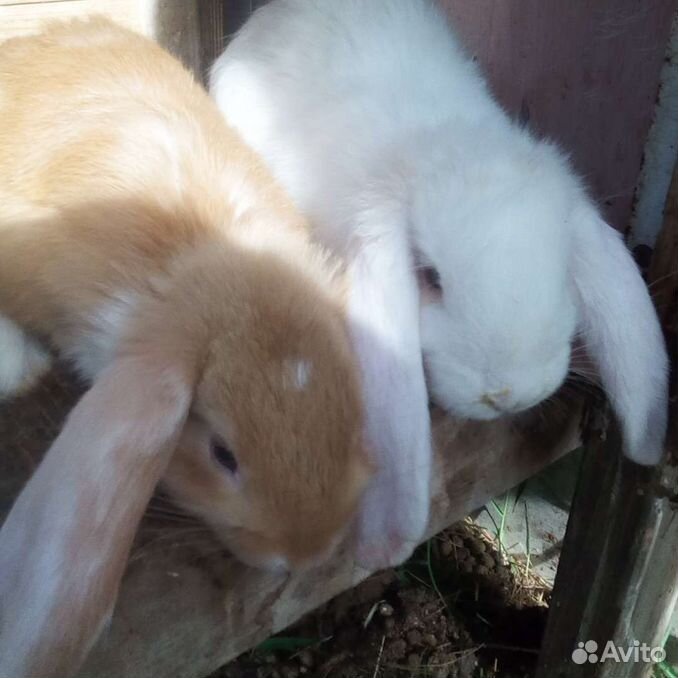 Крольчата французский баран