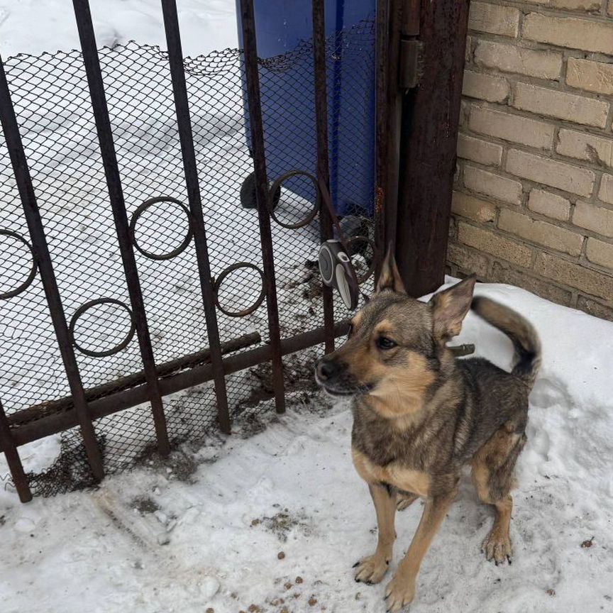 Взрослый пёс в добрые руки