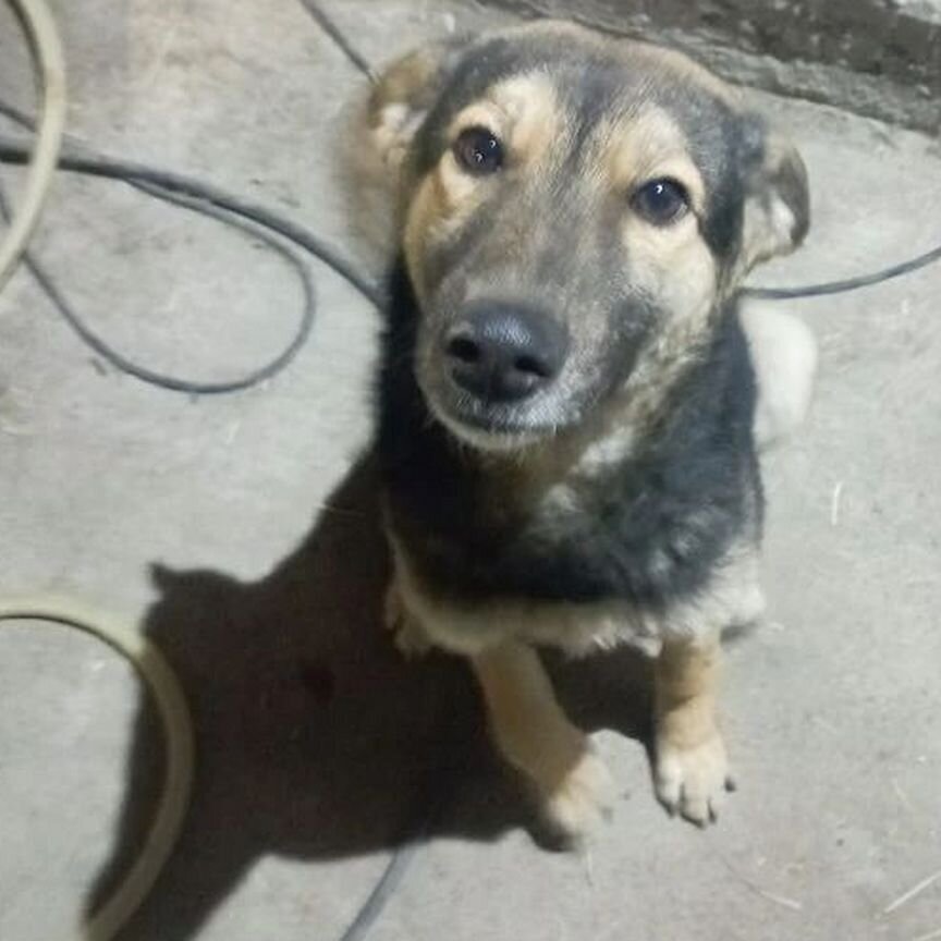 Щенок в добрые руки