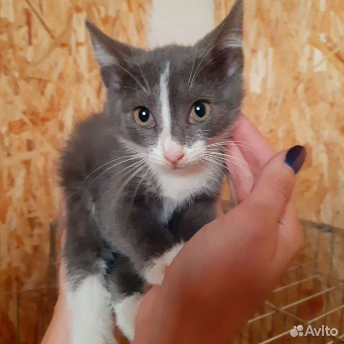 Котята Лё и Бо