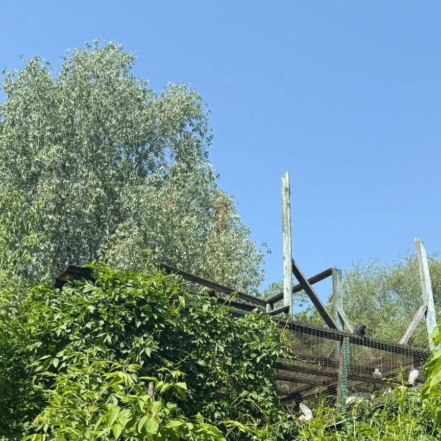 Голубятня
