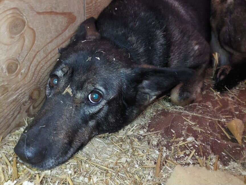 Собака Феня очень боится людей