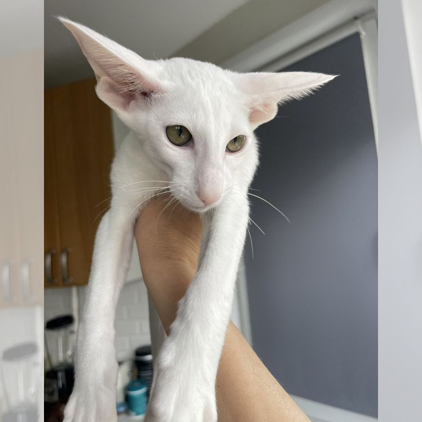 Ориентальный котёнок