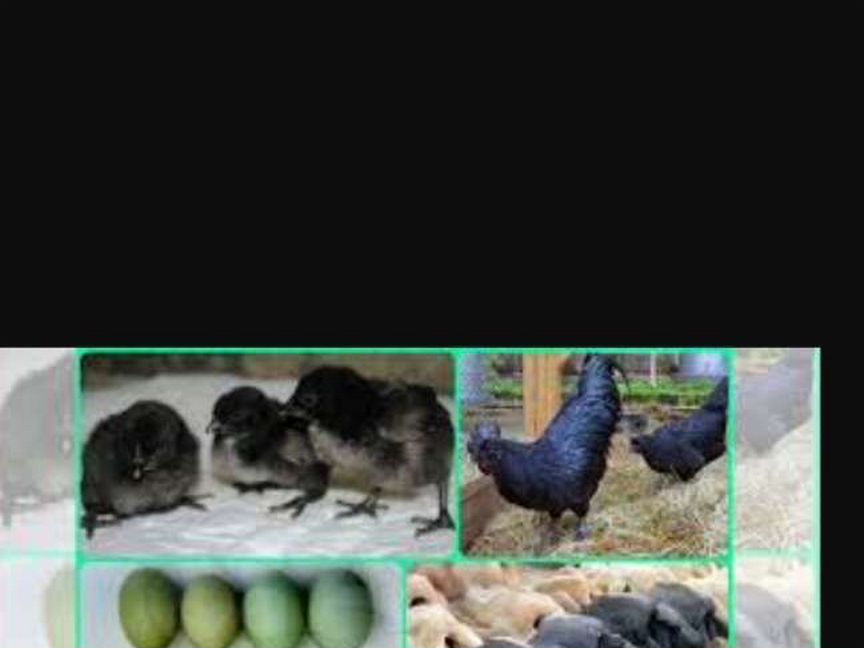 Зелёное яйцо и голубое ухелюи -чёрные куры