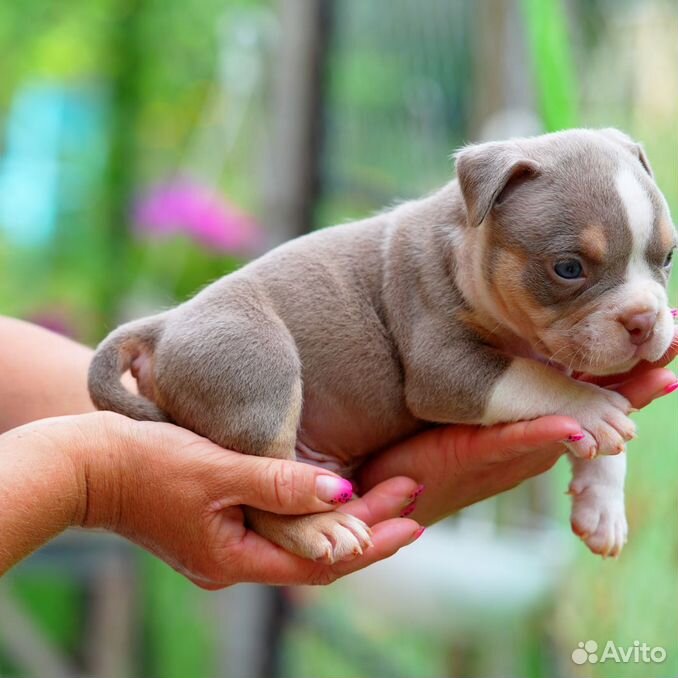 Американский Булли мальчик лиловый триколор