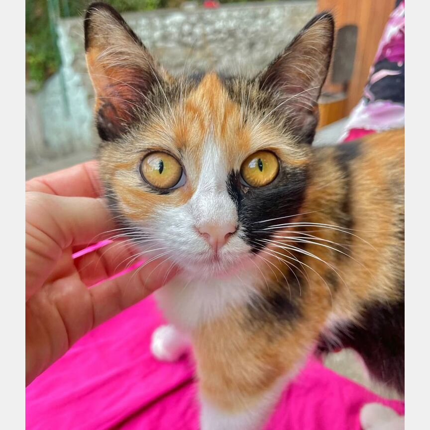 Котенок красотка ищет добрые руки