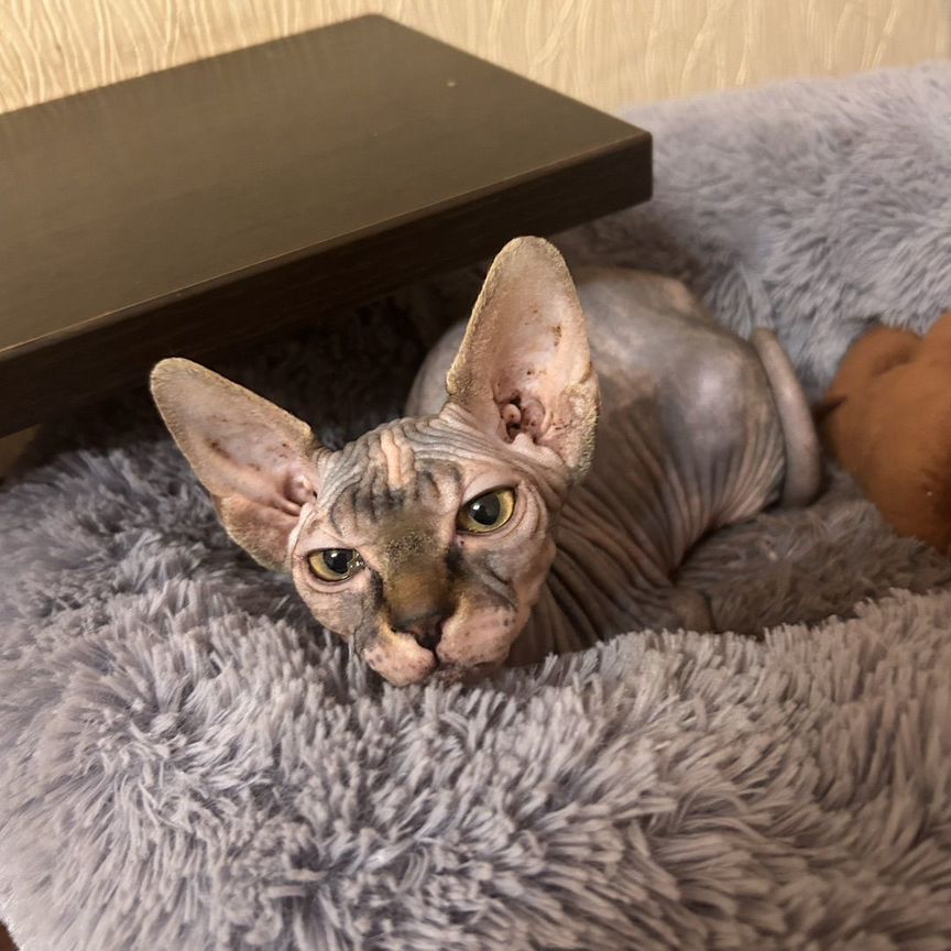 Канадский голубой сфинкс