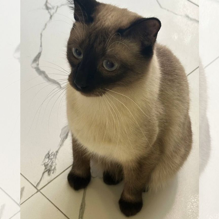 Тайский котёнок