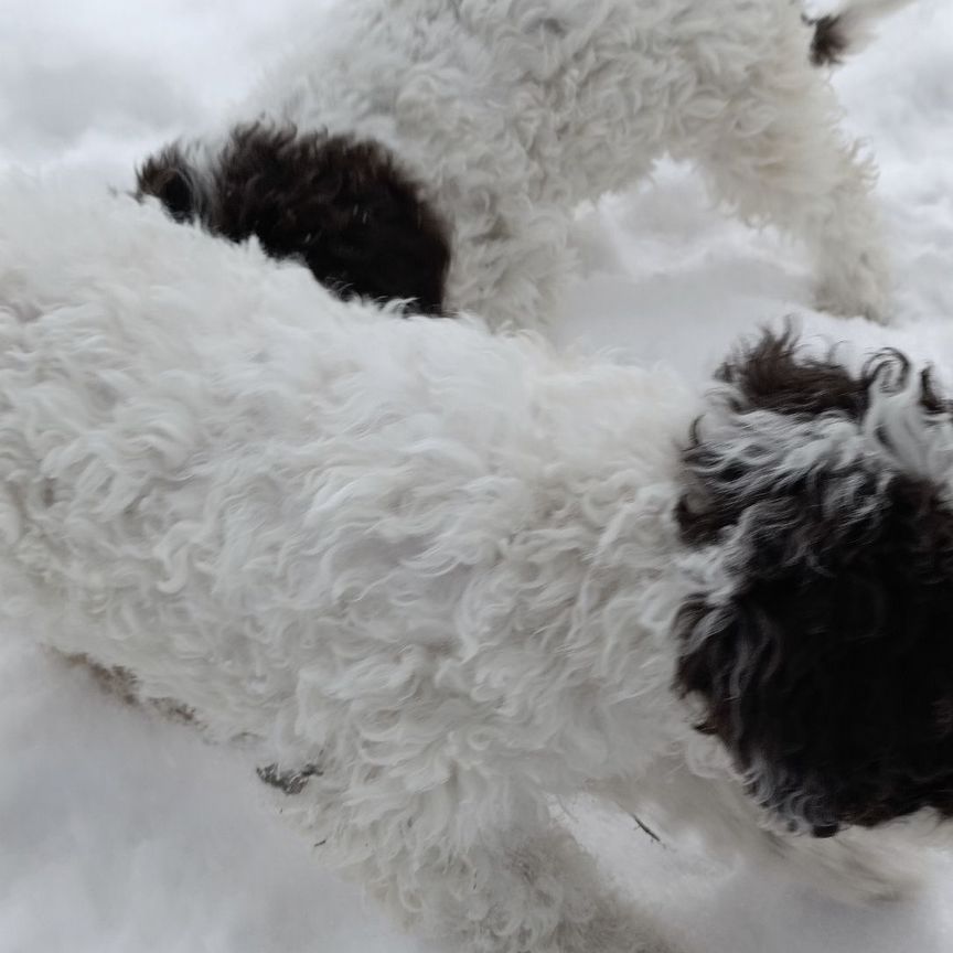 Щенок Лаготто Романьоло