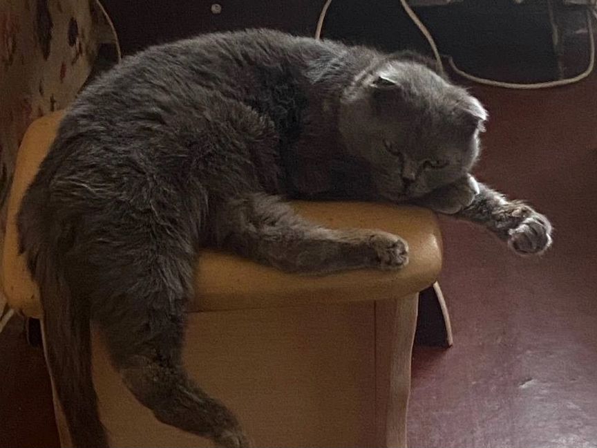 Британская кошечка вислоухая