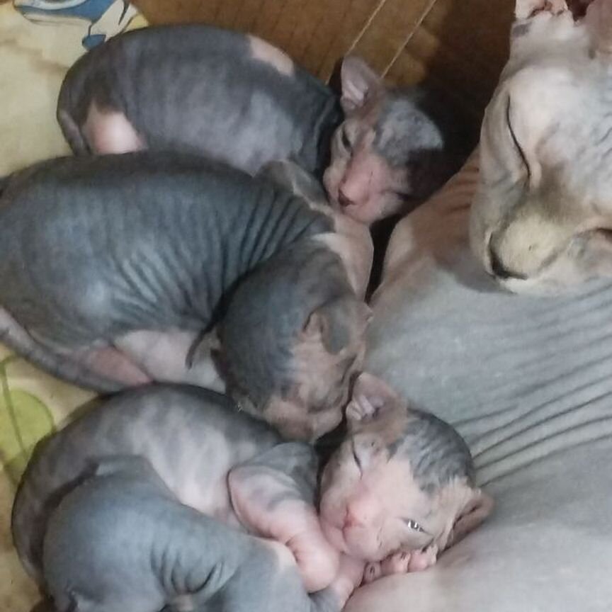 Котятки сфинкс
