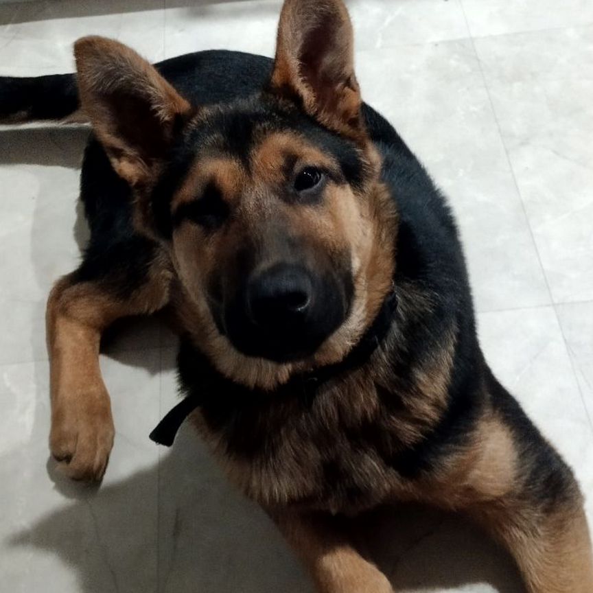 Немецкая овчарка