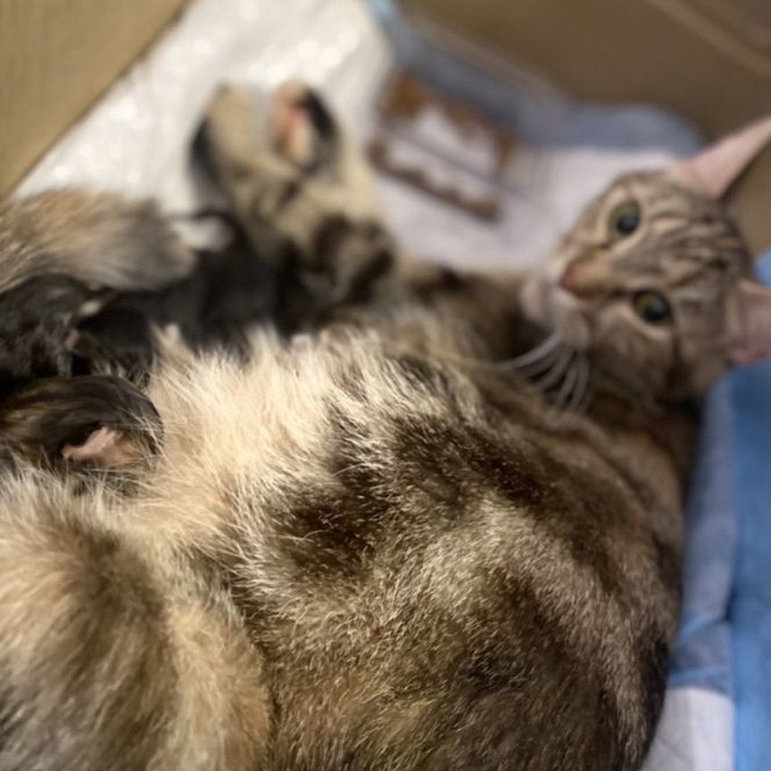 Кошка помесь мейн куна