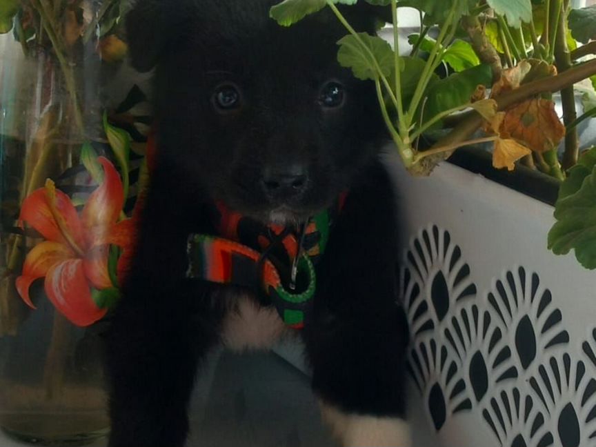 Щенок мальчик девочка есть бесплатно