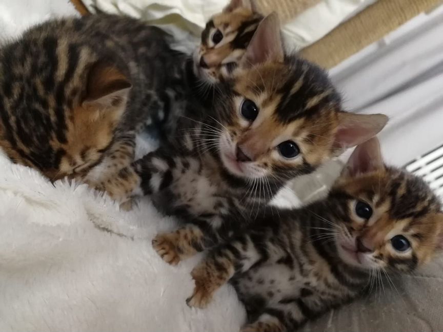 Бенгальские котята
