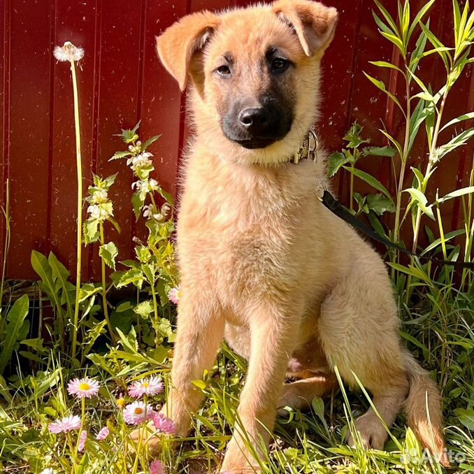 Щенок мальчик Майк 3,5 мес