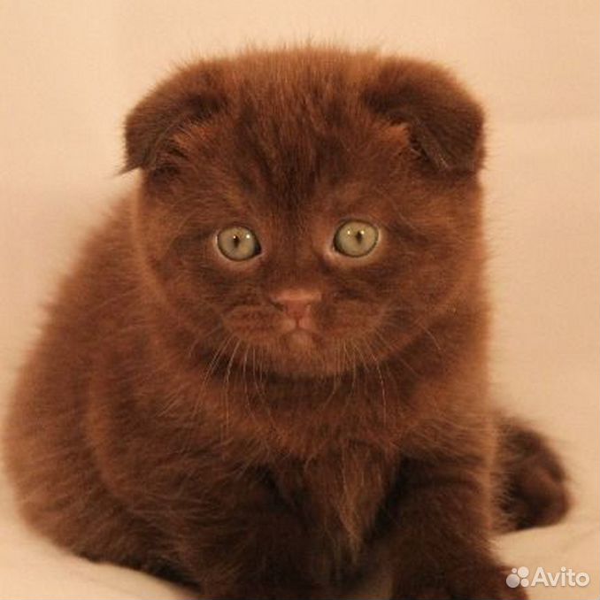 Вислоухая шоколадная кошечка