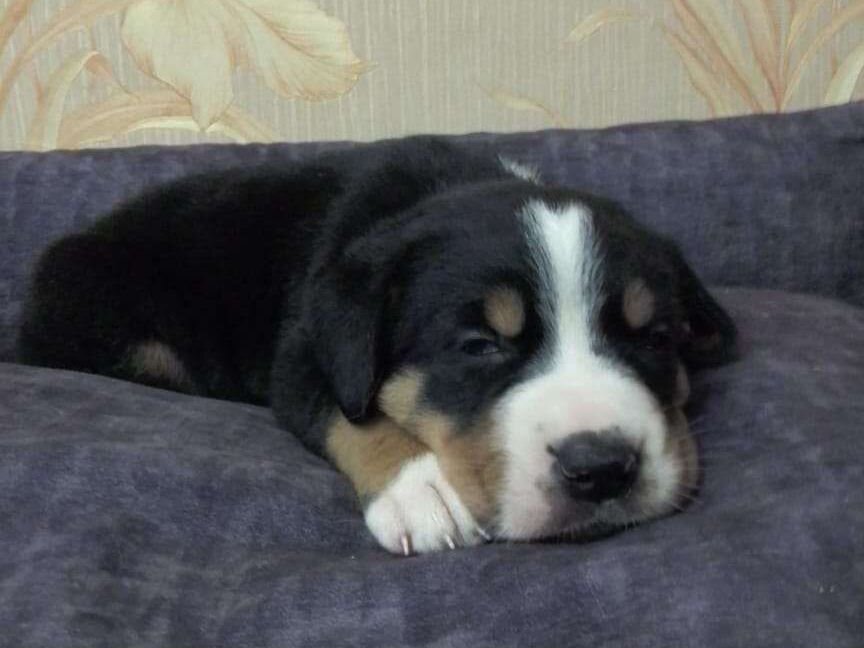 Большой швейцарский зенненхунд