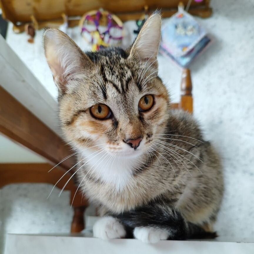 Котенок девочка в добрые руки