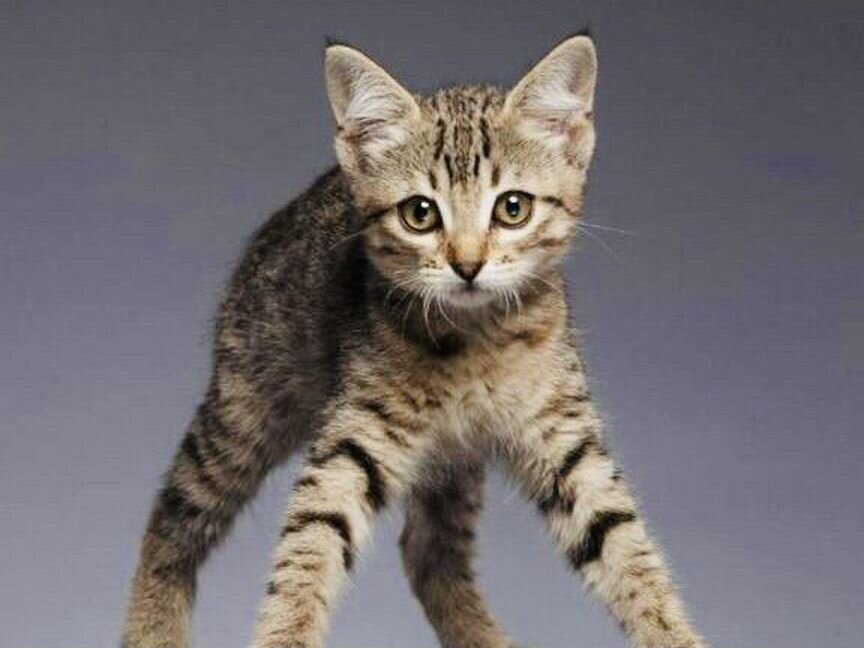 Котята мейнкуна и бенгальской