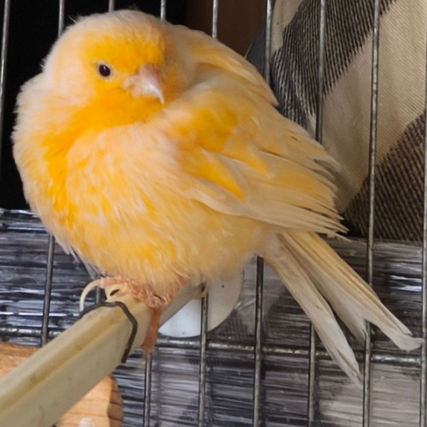 Кенарь и канарейка