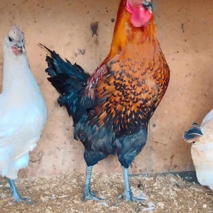 Молодой петушок доминант 5 месяцев