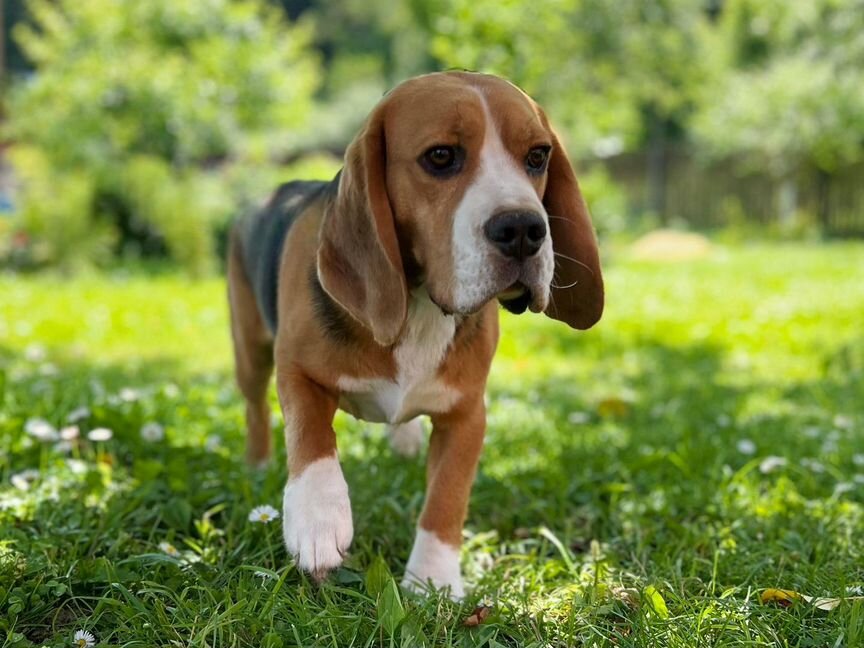 Бигль кобель 1,5 года