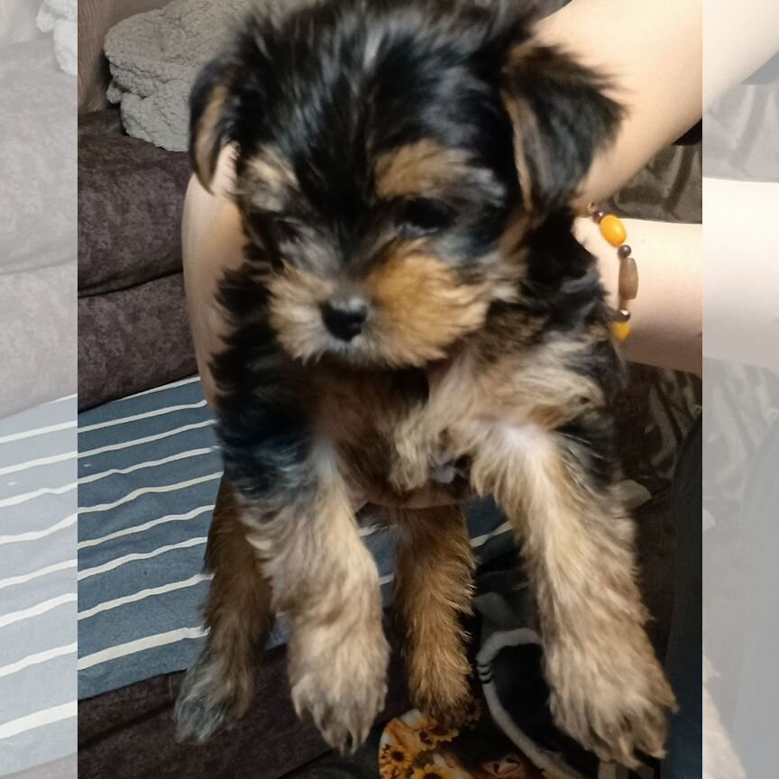 Йоркширский терьер, щенок