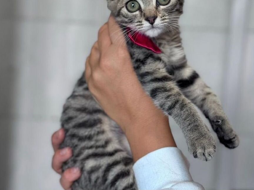 Полосатый Котенок Сабрина из приюта ищет дом