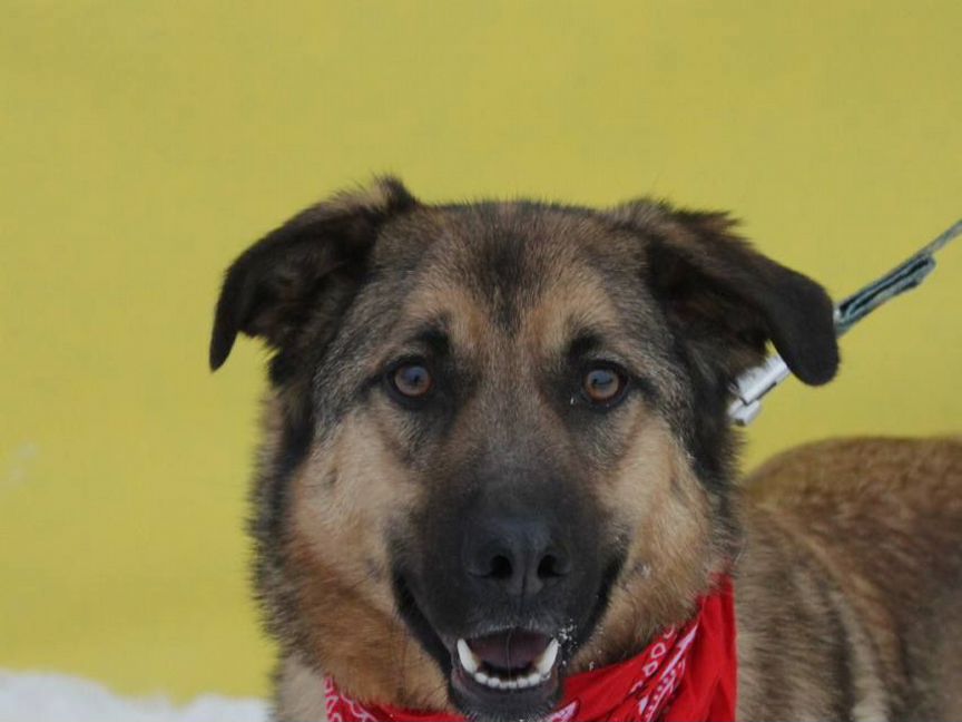 Рыжая молодая добрая собака Бурбон бесплатно