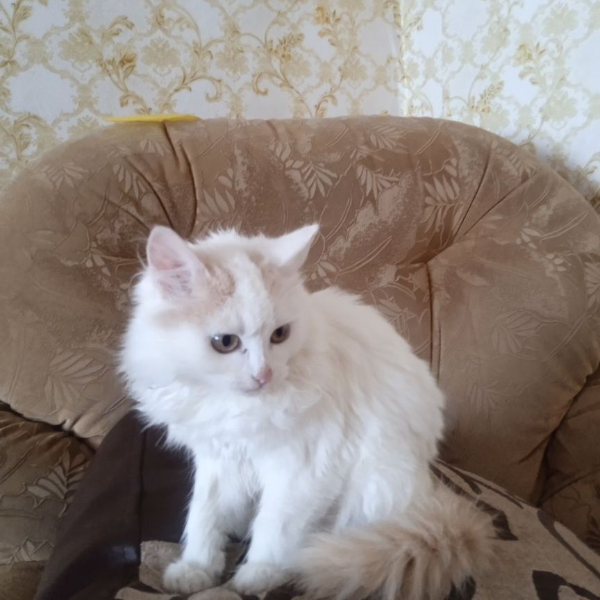 Котик